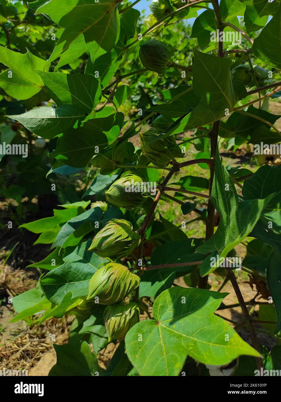 Free images download hi-res stock photography and images - Alamy