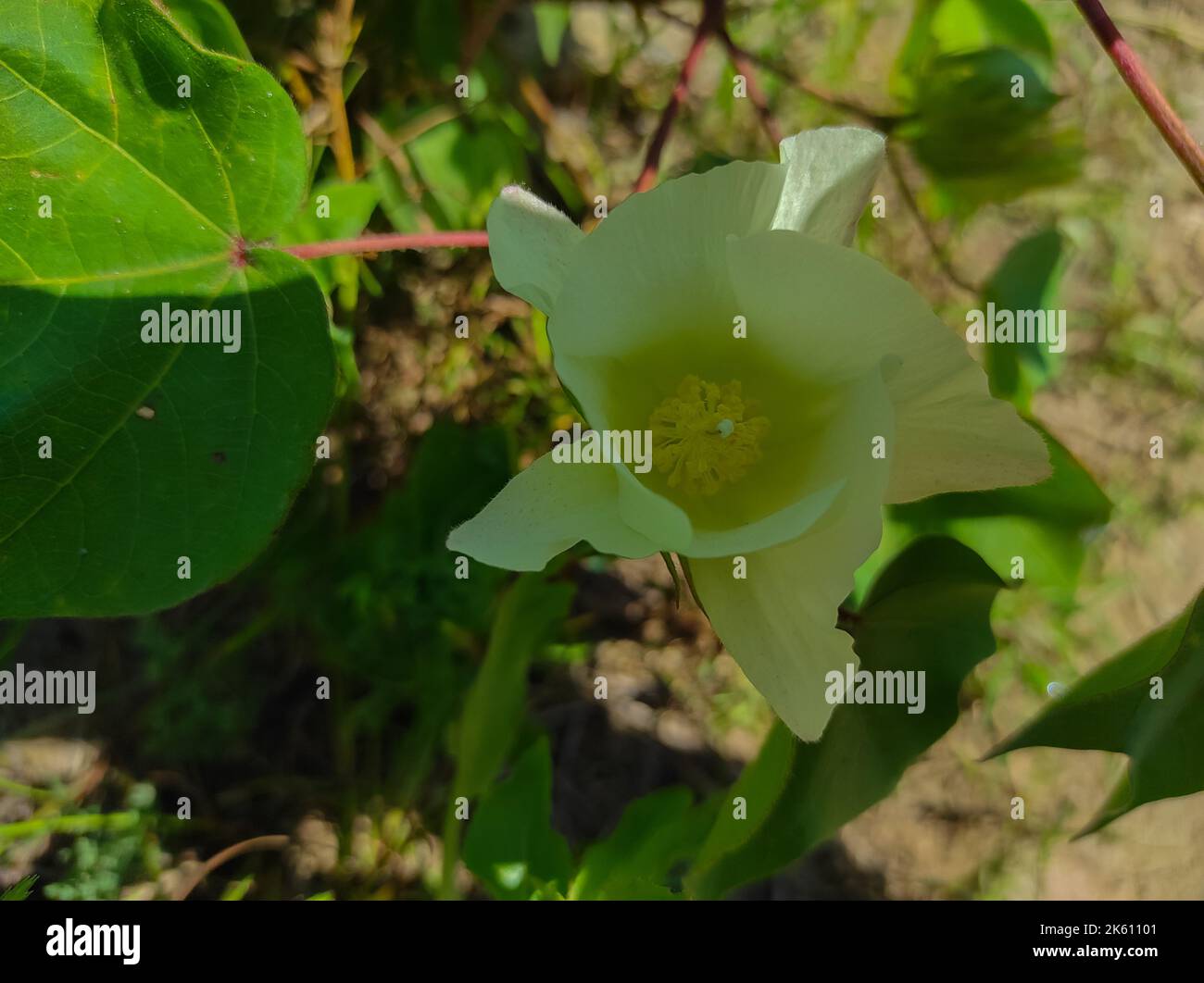 A Beautiful Closeup Shot Of Indian Village Farm In BT Cotton Flowers ...