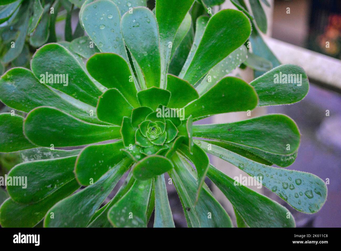 Succulent aeonium hi-res stock photography and images - Alamy