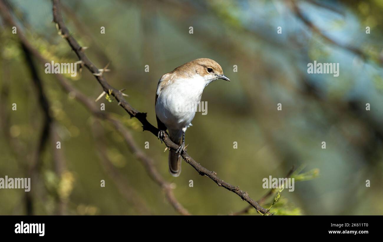 Marico Flycatcher ( Bradornis mariquensis) Pilanesberg Nature Reserve ...