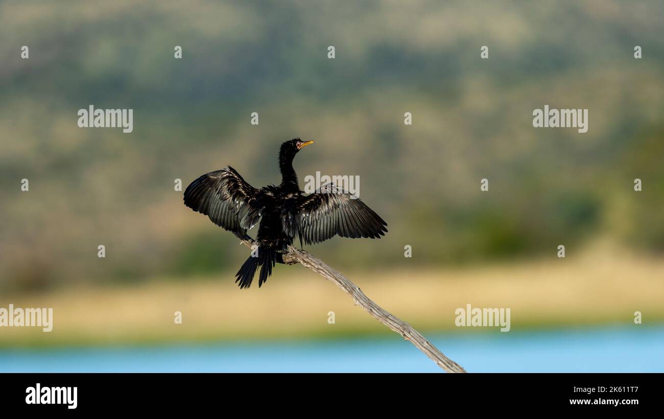 Reed Cormorant ( Phalacrocorax africanus ) Pilanesberg Nature Reserve ...
