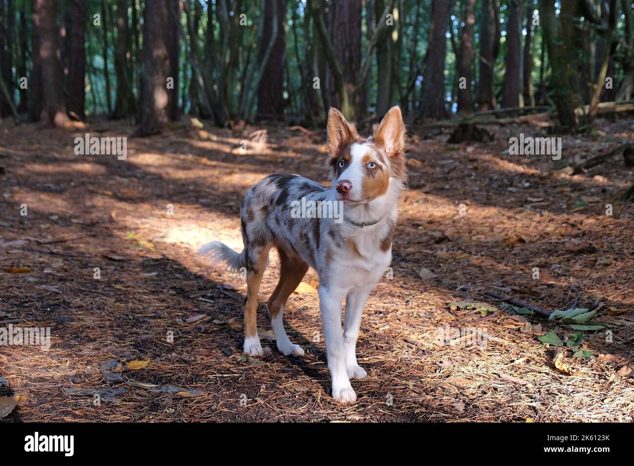 A tri colour red merle border collie five month old puppy, in the ...