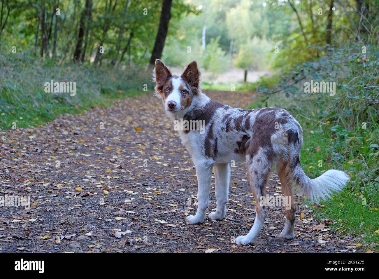 A tri colour red merle border collie five month old puppy, in the ...