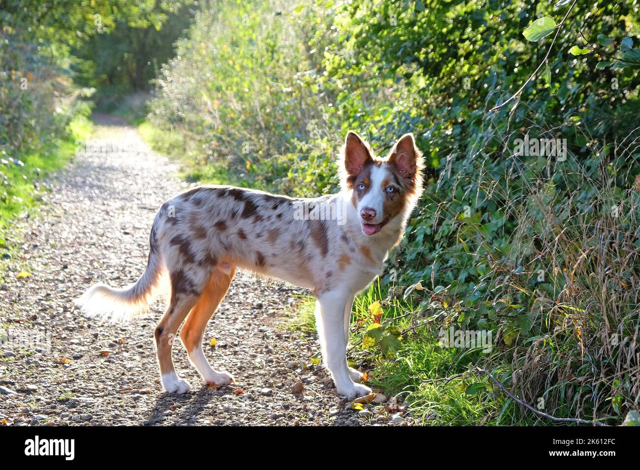 A tri colour red merle border collie five month old puppy, in the ...