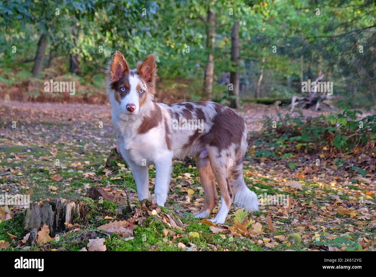 A tri colour red merle border collie five month old puppy, in the ...