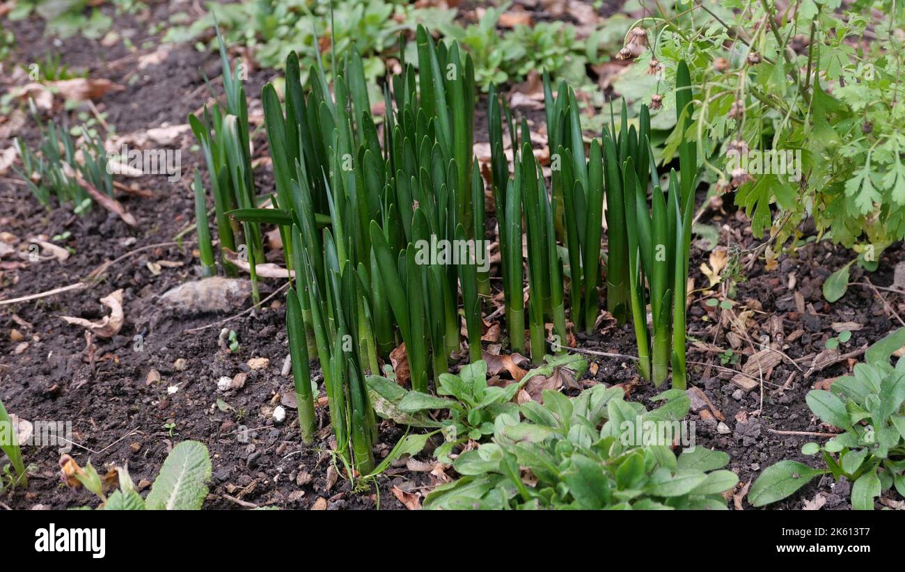 Spring scene showing new green shoots in soil from bulbs Stock Photo ...