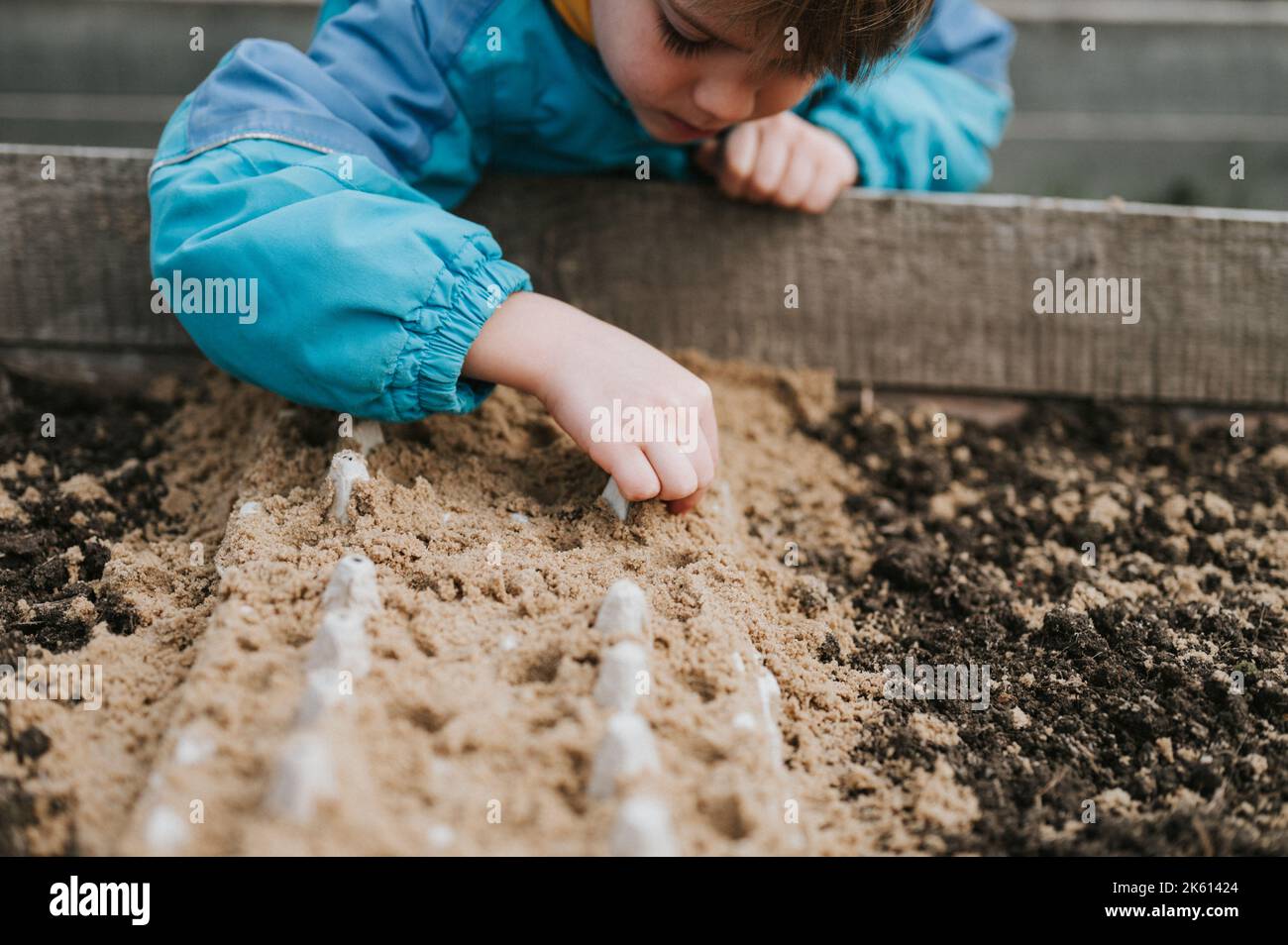 spring planting seeding in farm garden. little six year old kid boy ...