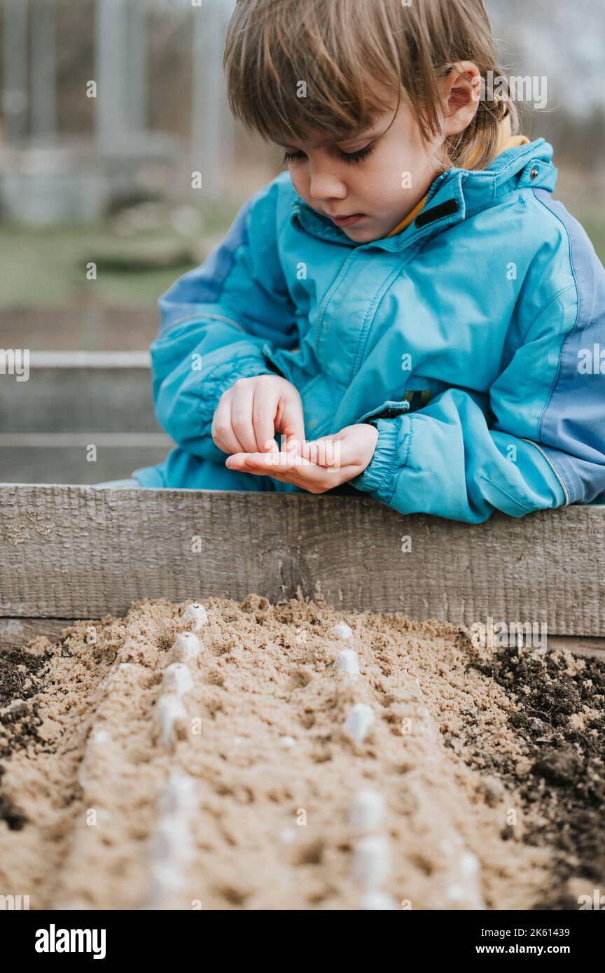 spring planting seeding in farm garden. little six year old kid boy ...