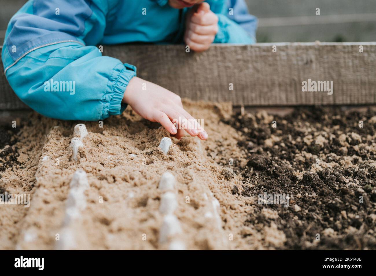 spring planting seeding in farm garden. little six year old kid boy ...