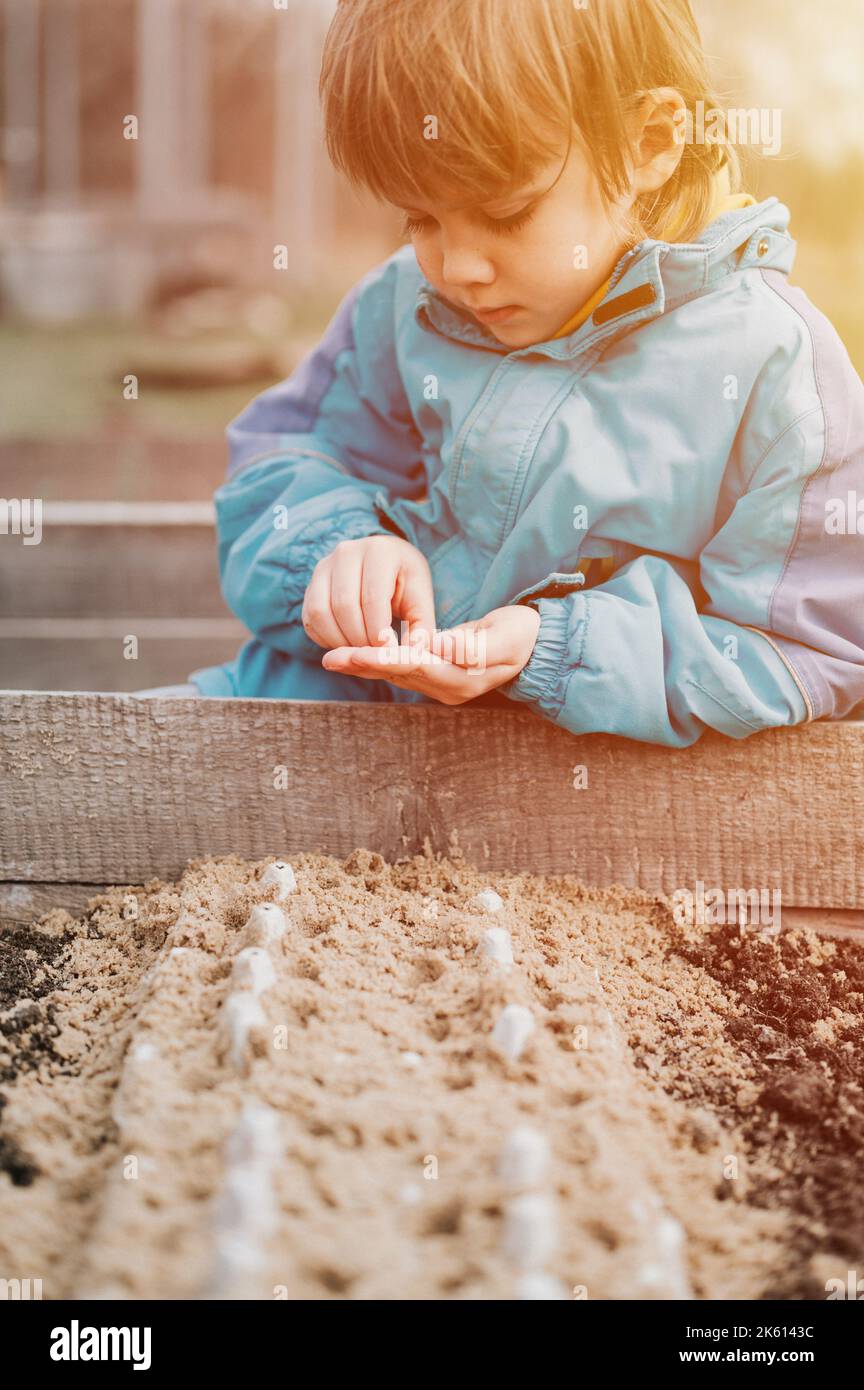 spring planting seeding in farm garden. little six year old kid boy ...