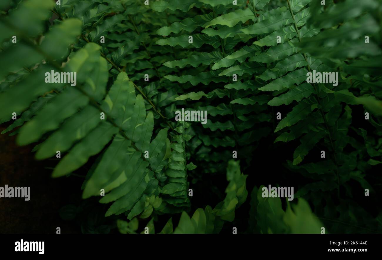 Fern leaves on dark background in jungle. Dense dark green fern leaves ...