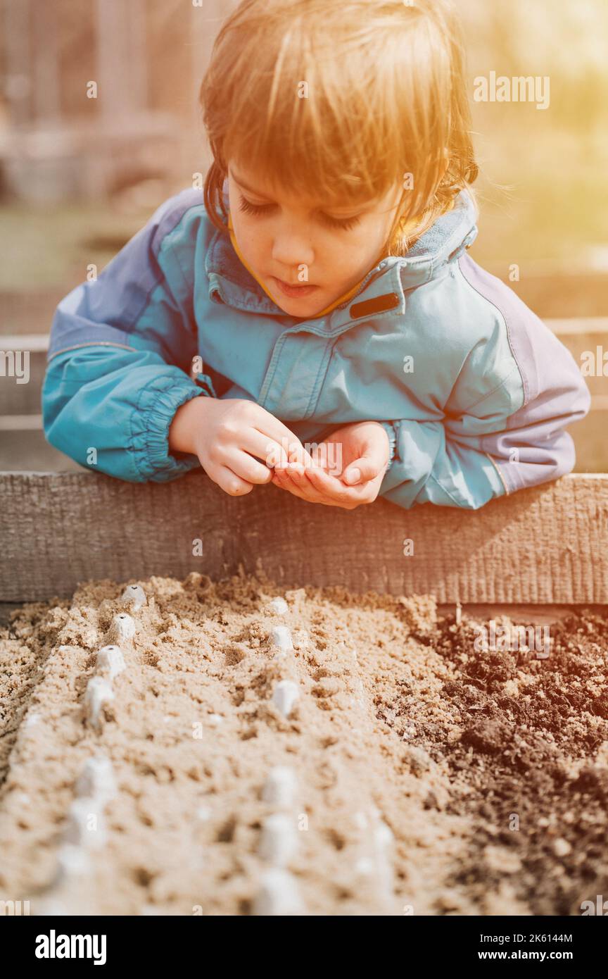 spring planting seeding in farm garden. little six year old kid boy ...