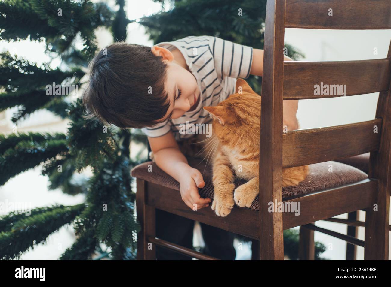 Boy petting the cat sitting on the chair while the family sets up the ...