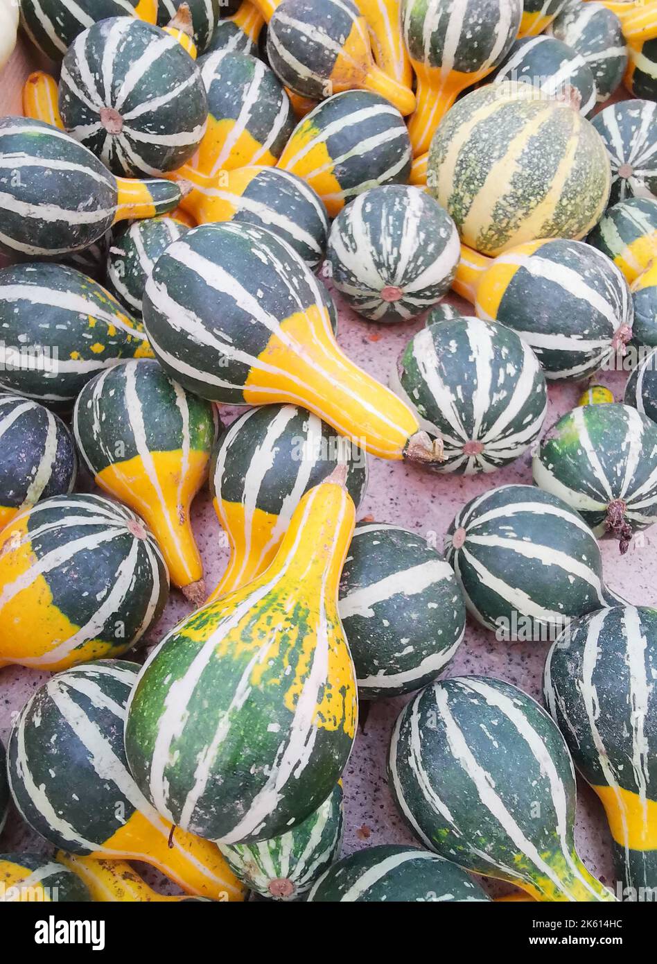 Full frame vertical image of green and white striped gourds or squash ...