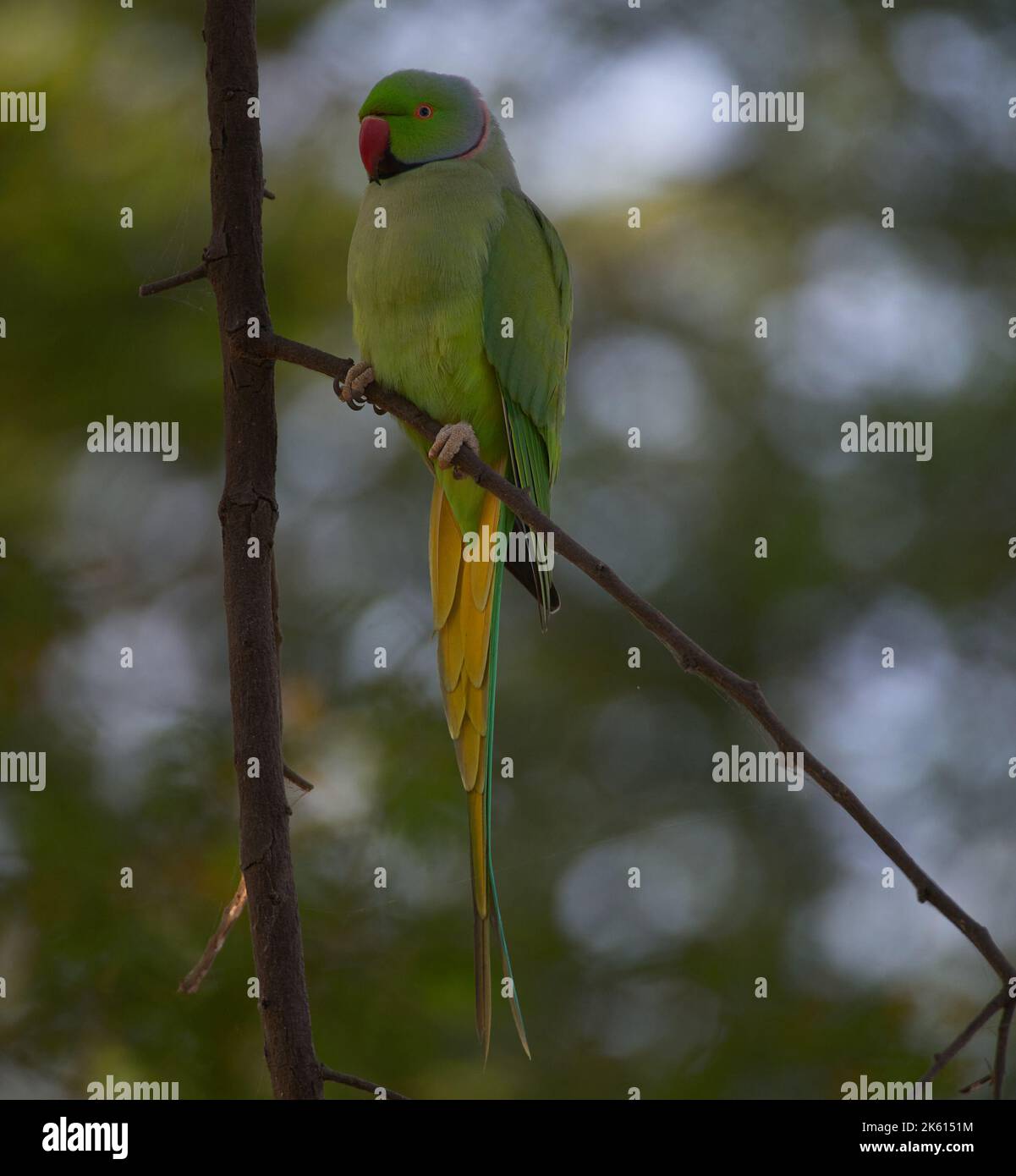 Rose Ringed Parakeet, India Stock Photo - Alamy