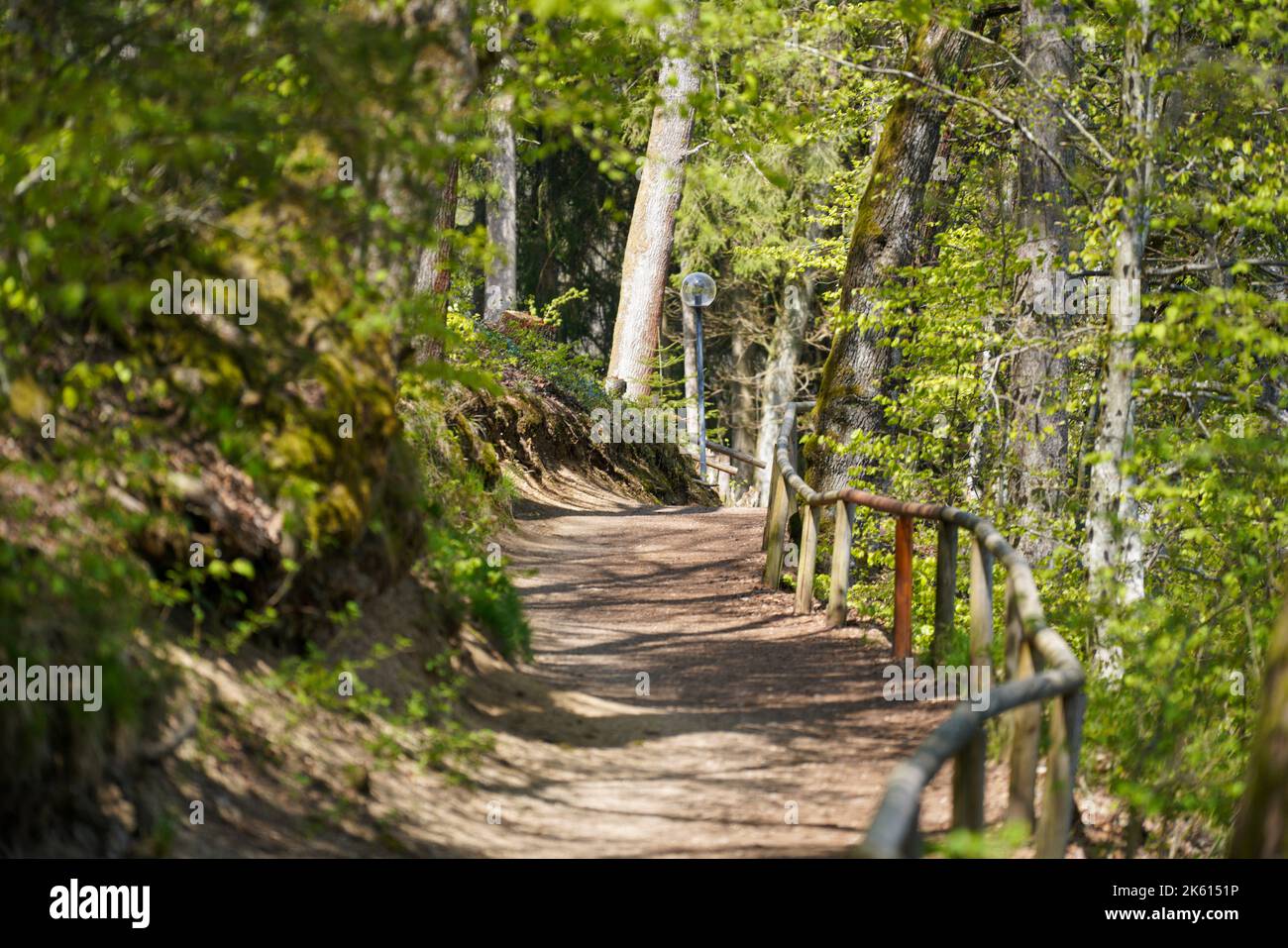 An empty path in a forest on a sunny day Stock Photo - Alamy