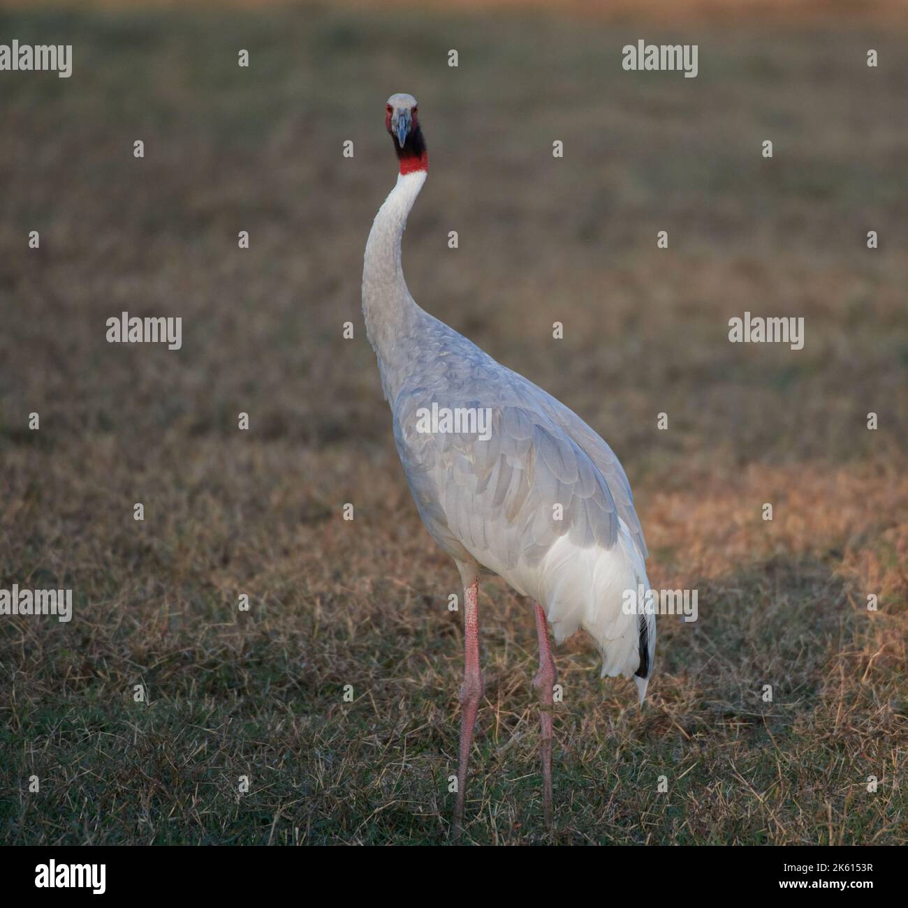 Saurus bird hi-res stock photography and images - Alamy