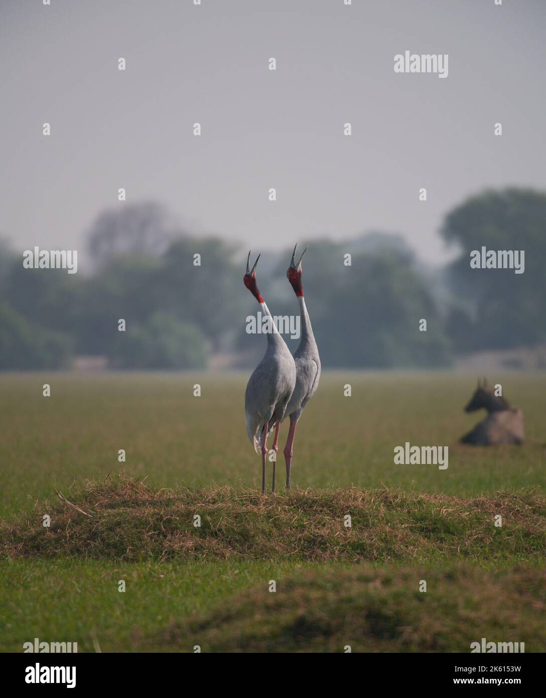 Saurus Crane Pair Stock Photo - Alamy