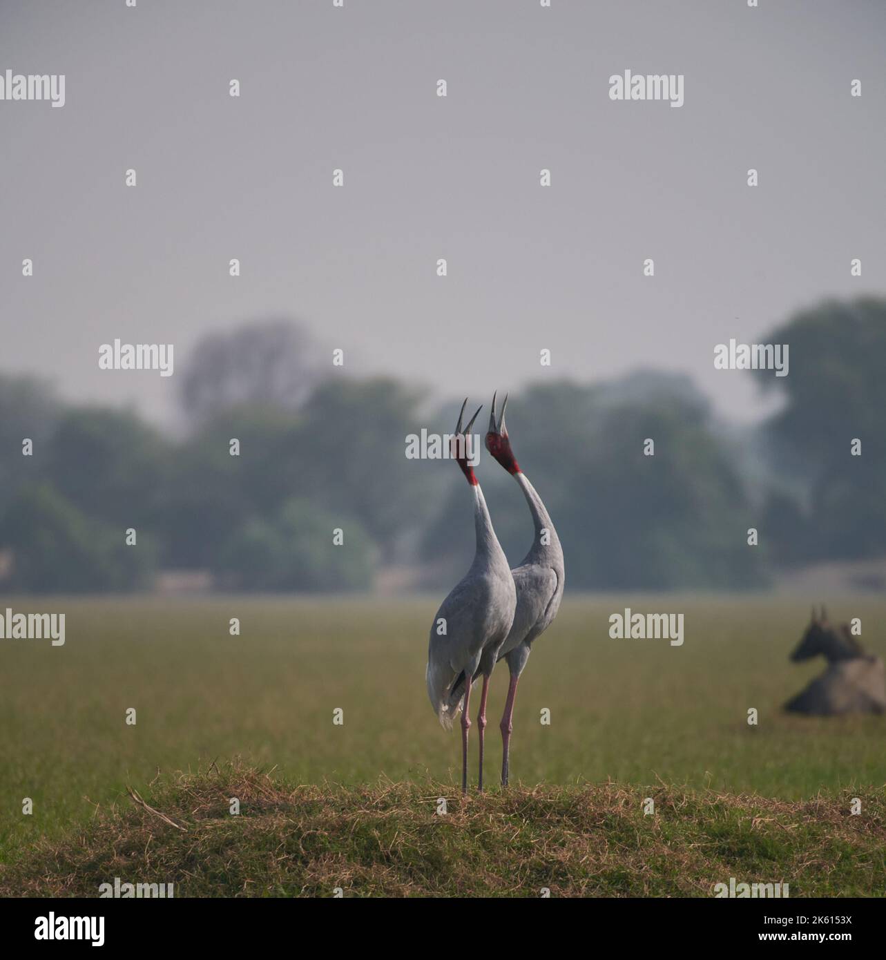 Call of saurus cranes hi-res stock photography and images - Alamy