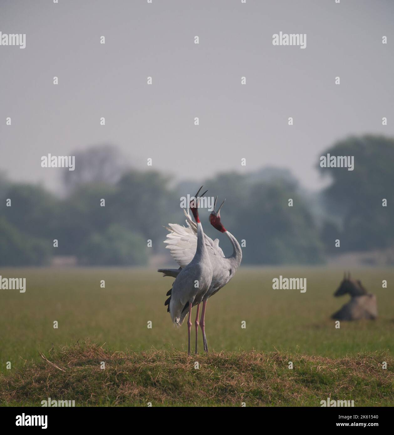 Saurus cranes hi-res stock photography and images - Alamy
