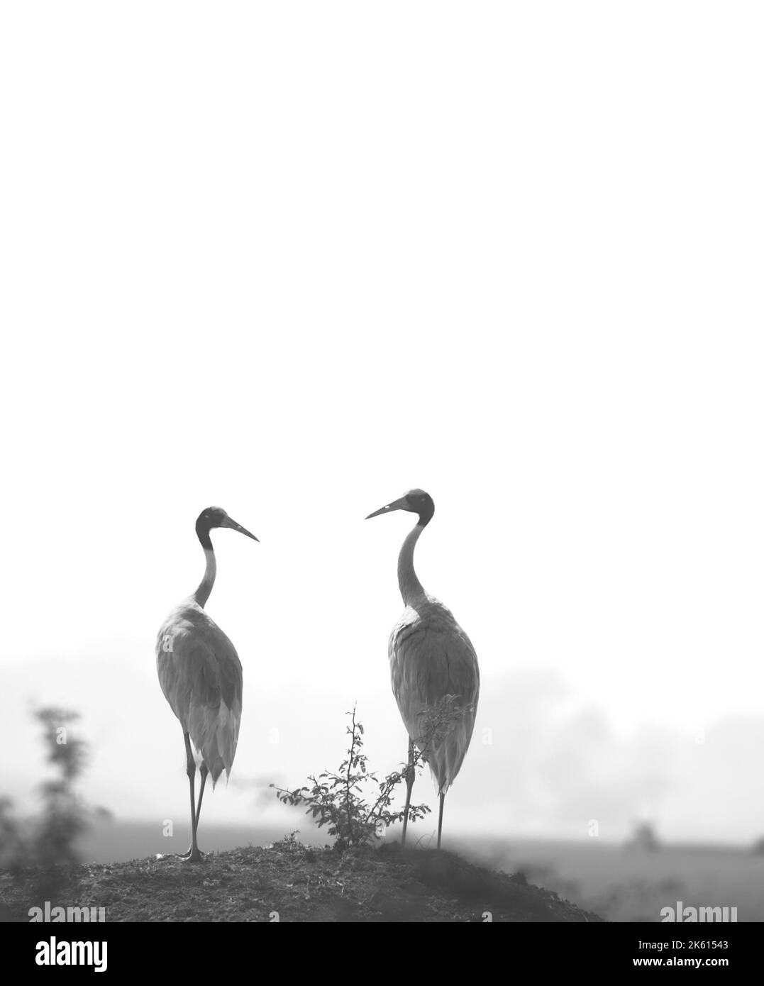 Pair of cranes Black and White Stock Photos & Images - Alamy