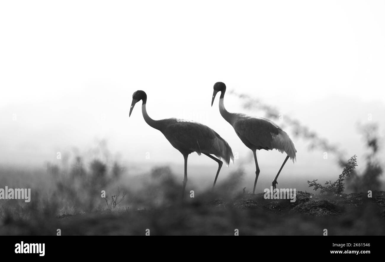 Saurus Crane Pair Stock Photo - Alamy