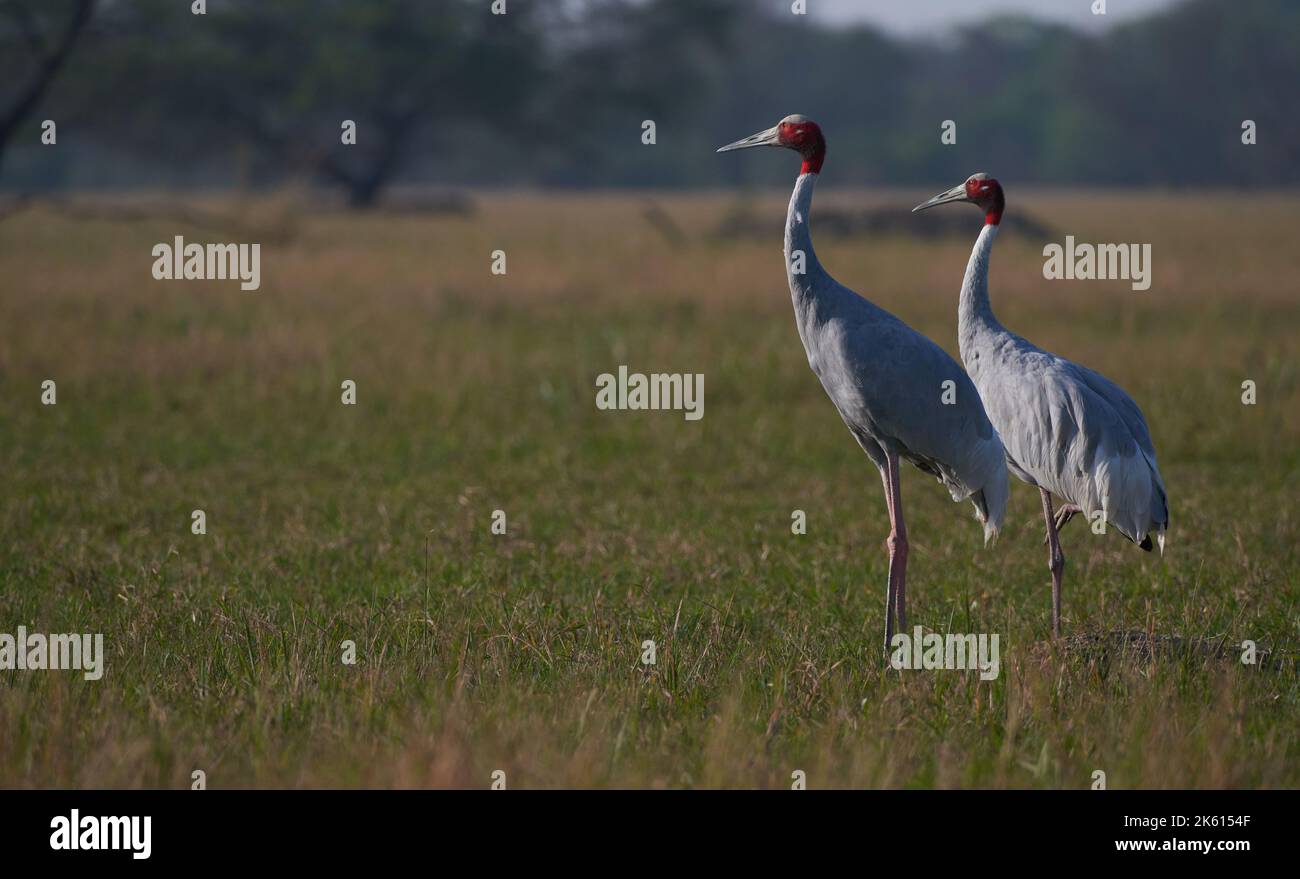 Call of saurus cranes hi-res stock photography and images - Alamy