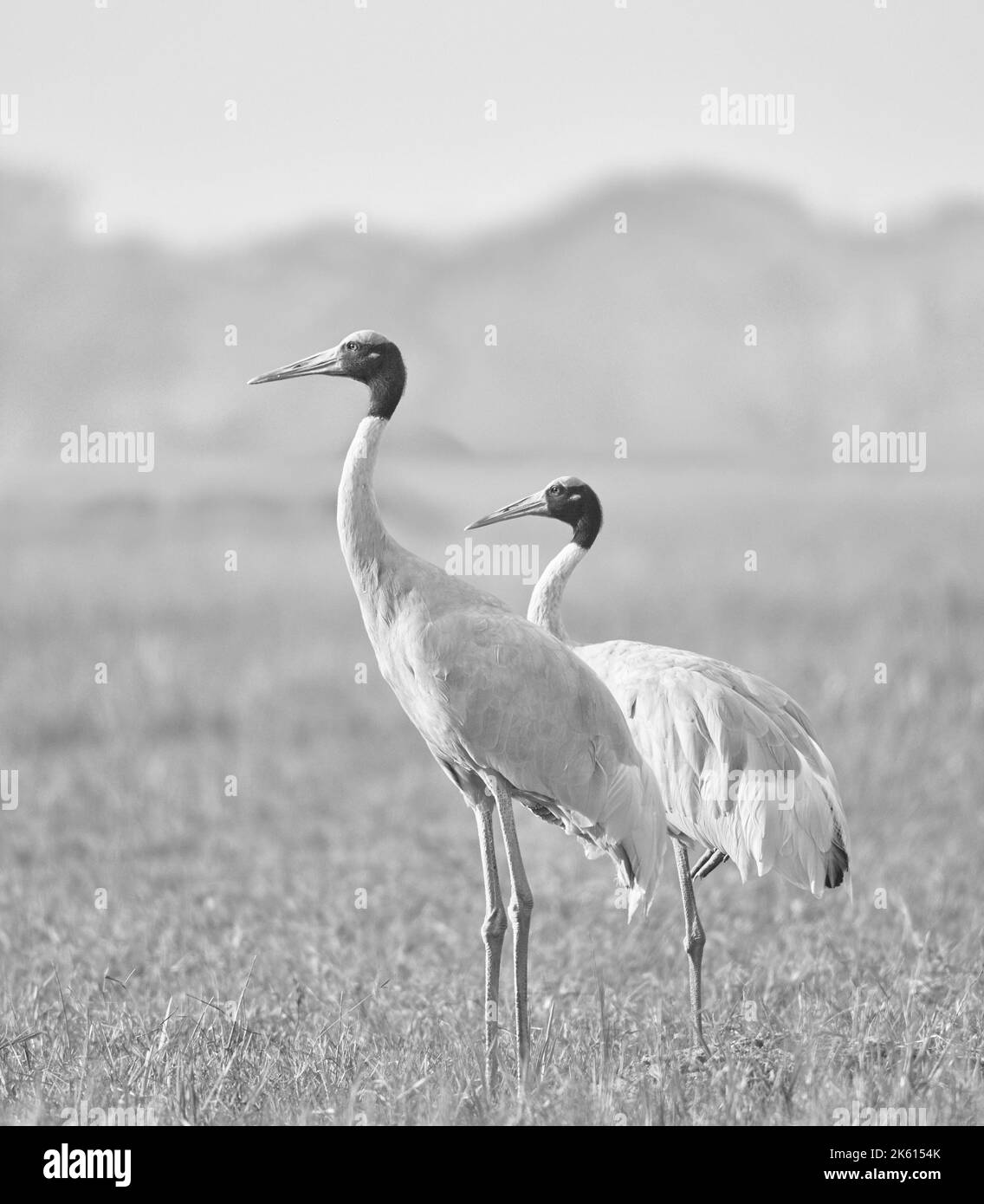 Saurus Crane Pair Stock Photo - Alamy