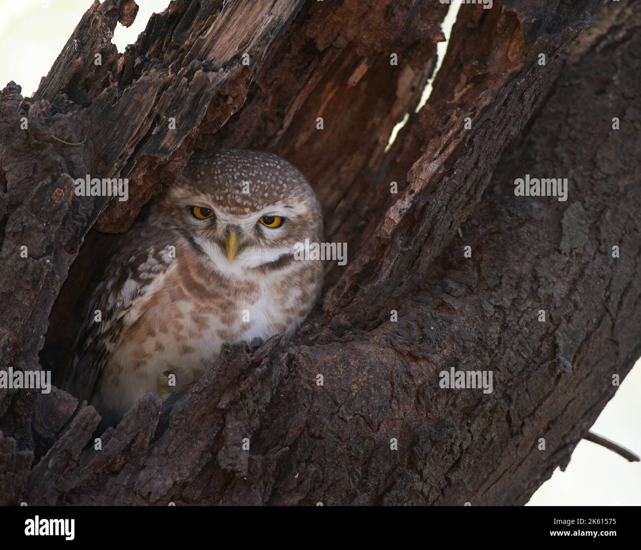 Spotted Owlett, Keoladeo National Park, India Stock Photo - Alamy