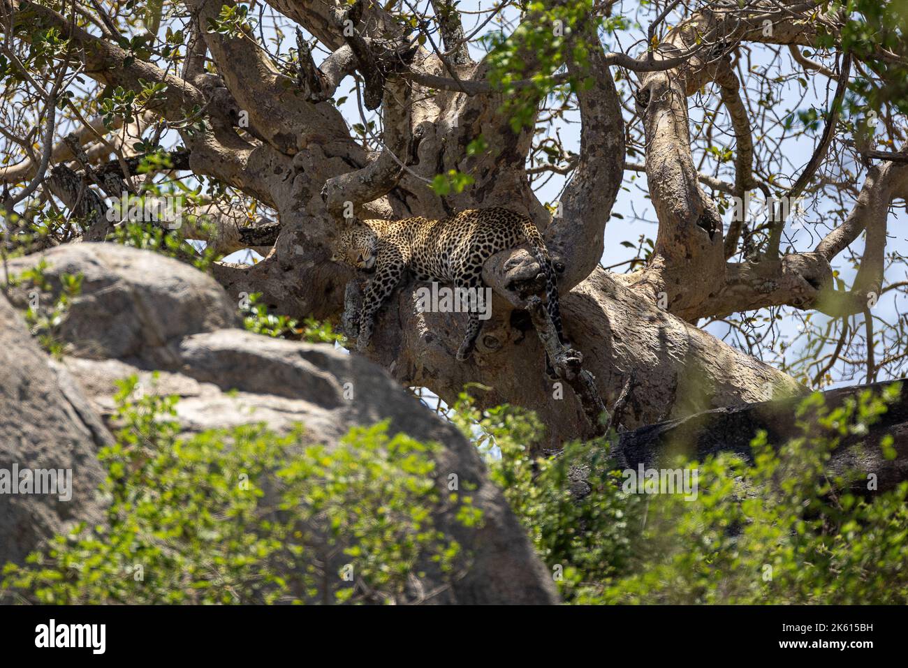 Leopard at tree top hi-res stock photography and images - Alamy