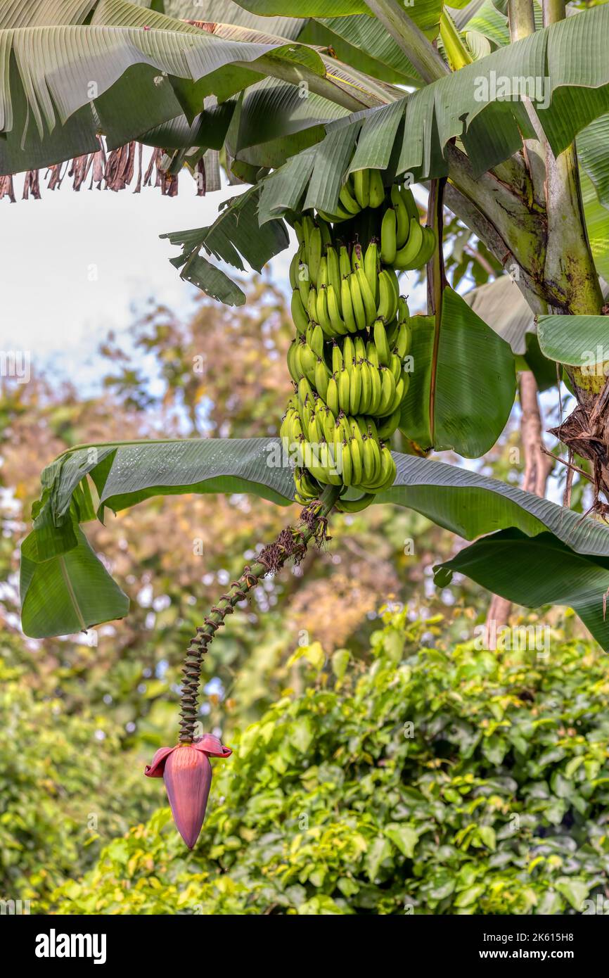 Bunch of small unripe green raw wild bananas with flower, Quepos, Costa ...
