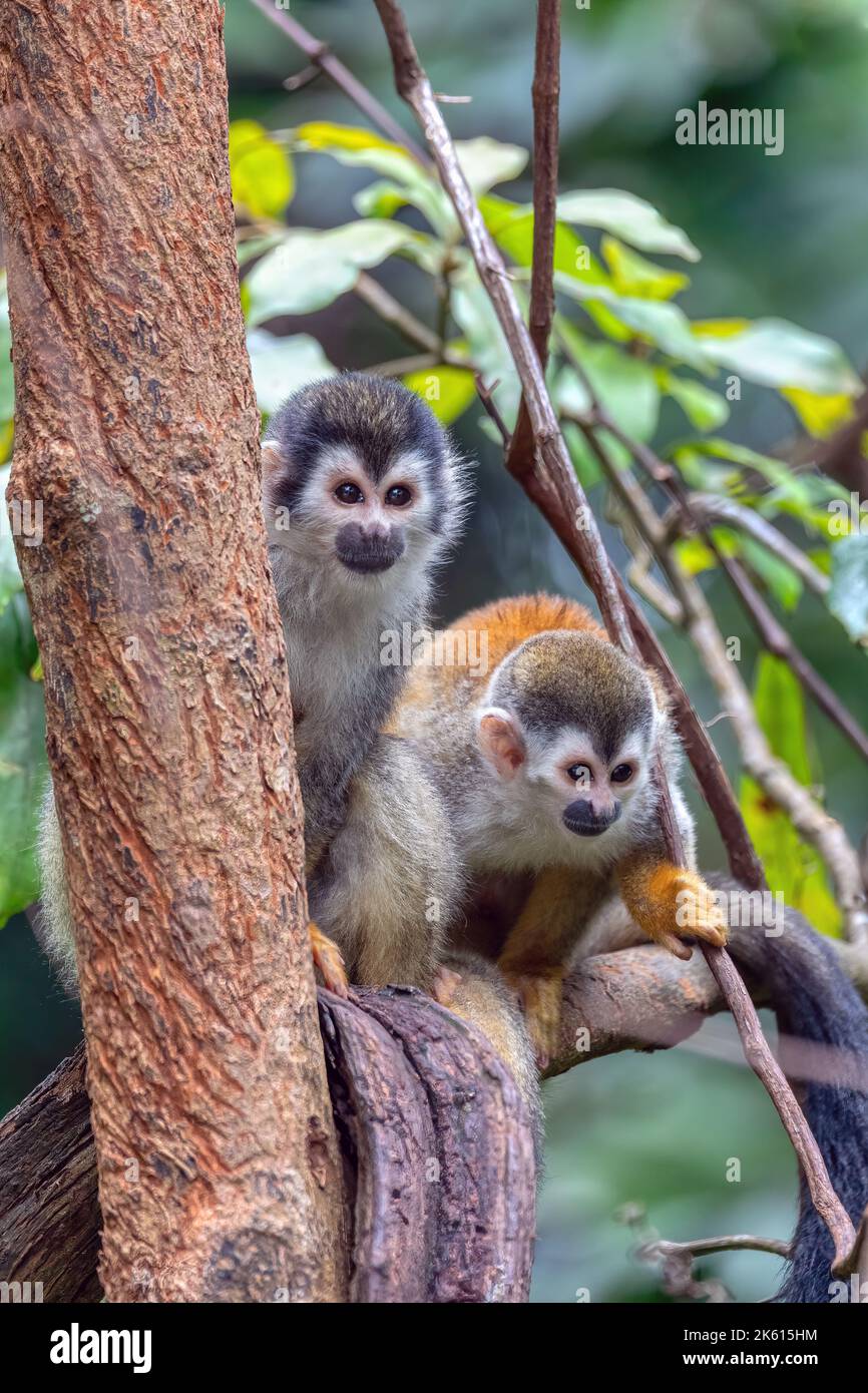 Cute playful couple of Central American squirrel monkey (Saimiri ...