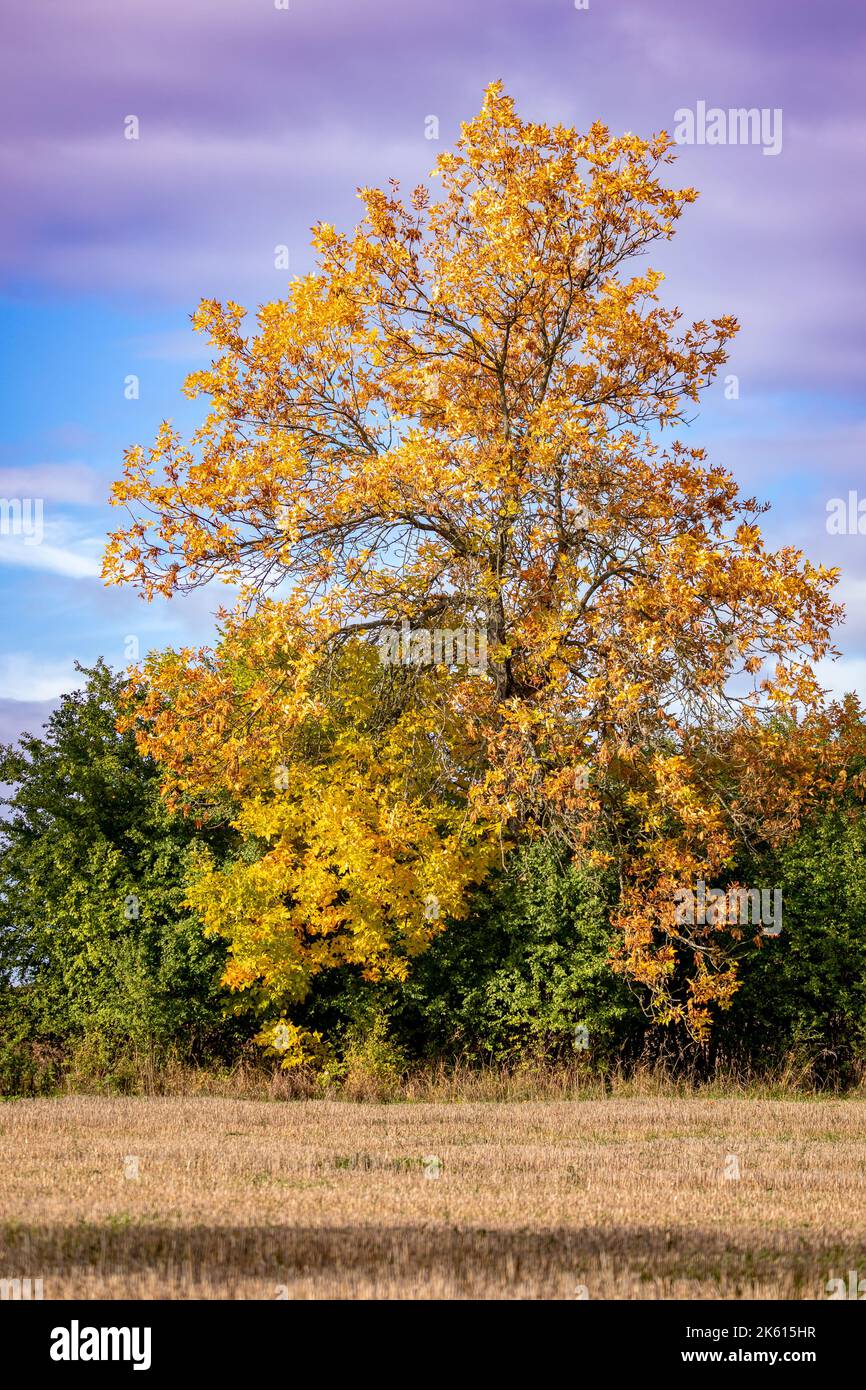 Orange fall autumn colored tree on a field and blue sky with clouds ...
