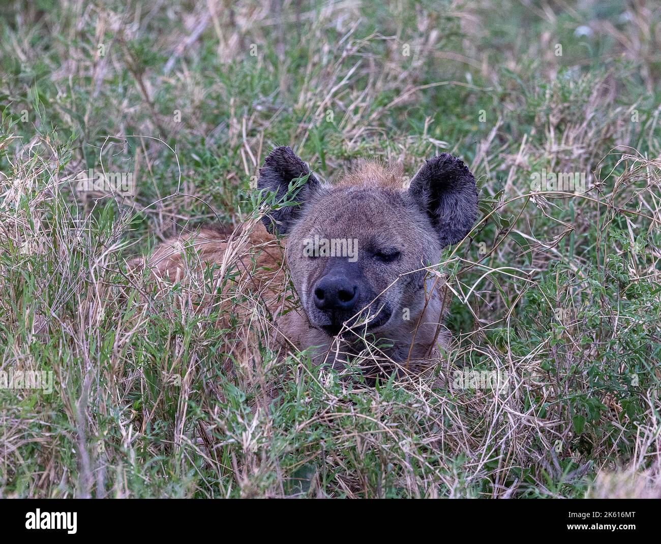 A hyena walking on grasses in the Tanzania Safari Wildlife, Africa ...