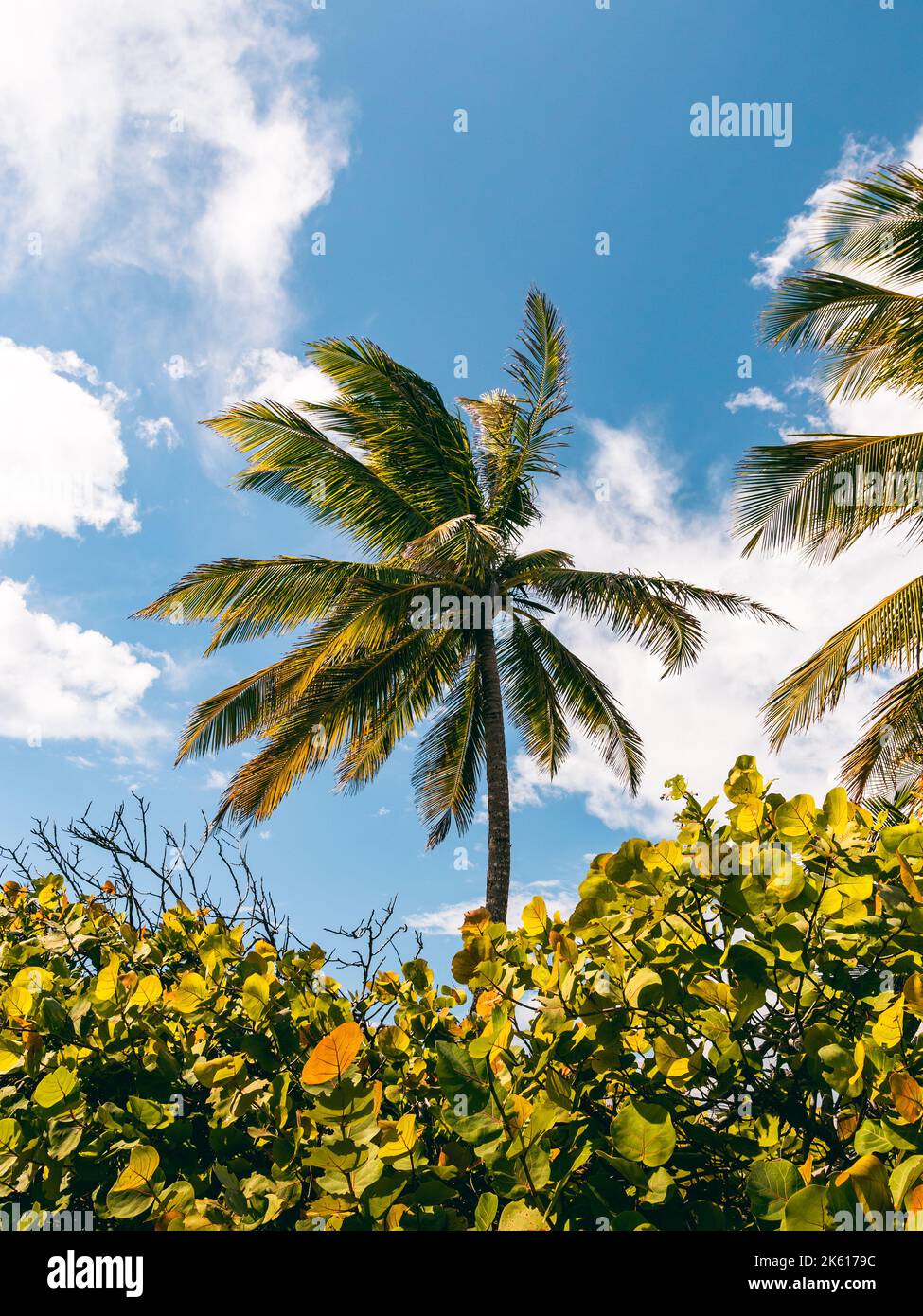 Peacefull tropical coast with nice views and trails from Puerto Rico ...