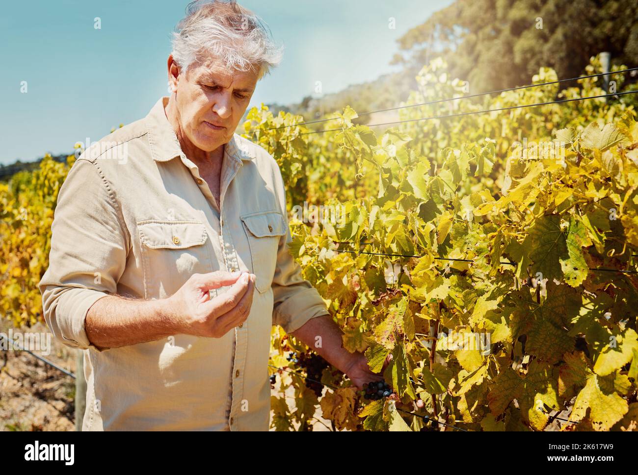 One senior caucasian farmer picking fresh red grapes off plant in ...