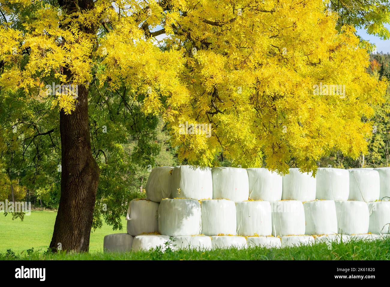 Straw bales with oak tree in autumn Stock Photo - Alamy