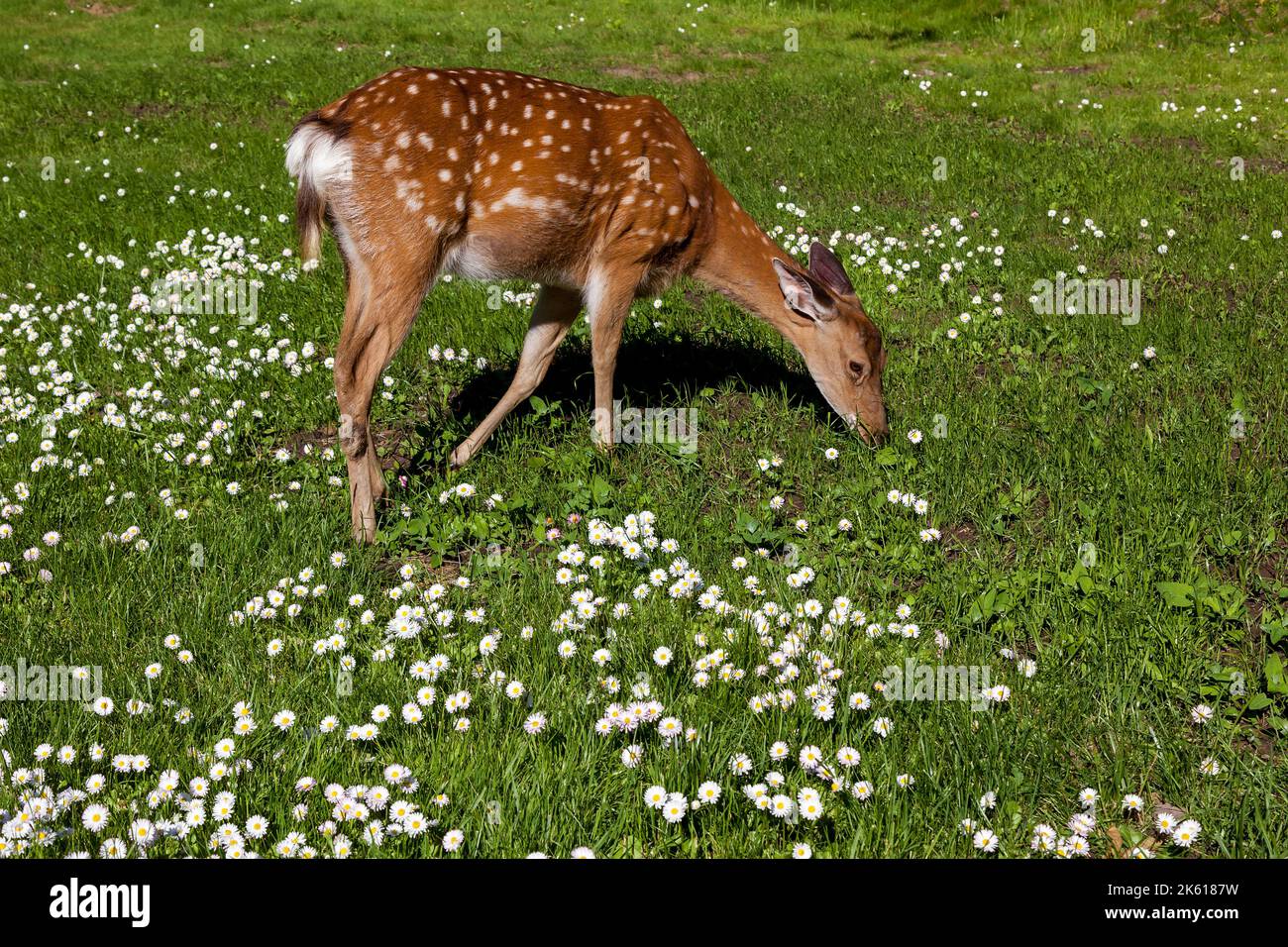 A herd of young spotted deer eat grass in a green meadow. Photo of ...