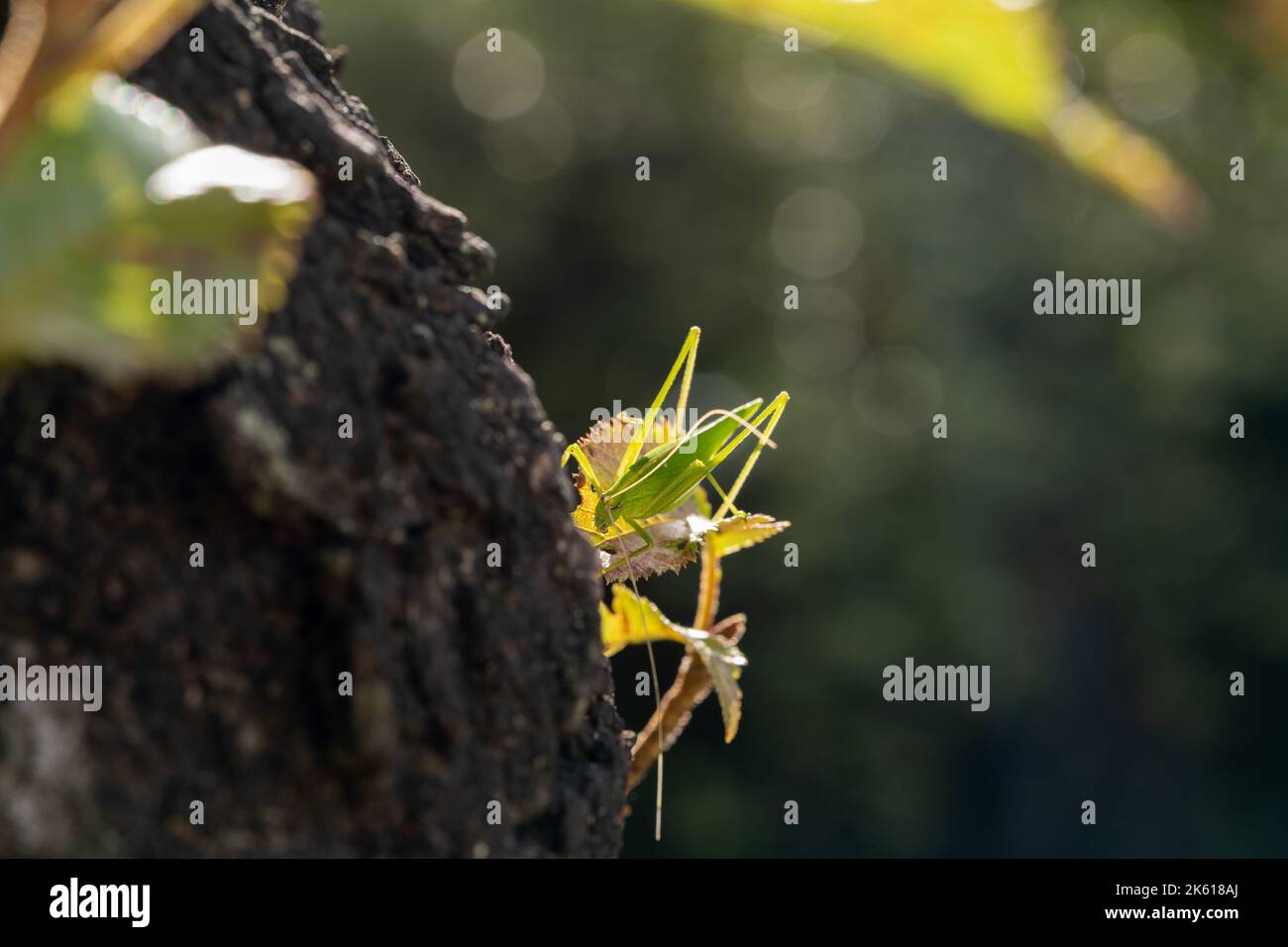 Trembling legs hi-res stock photography and images - Alamy
