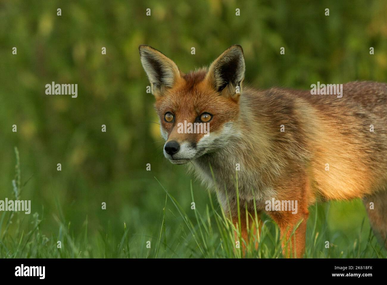 A Red fox on the lawn Stock Photo - Alamy