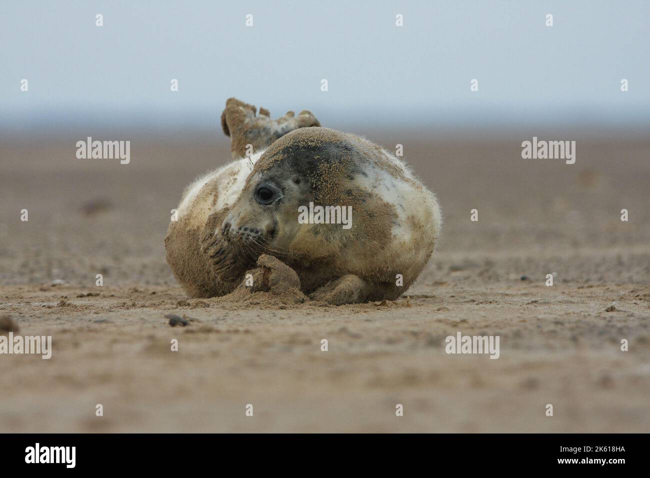 A funny seal pup laying on ground Stock Photo - Alamy