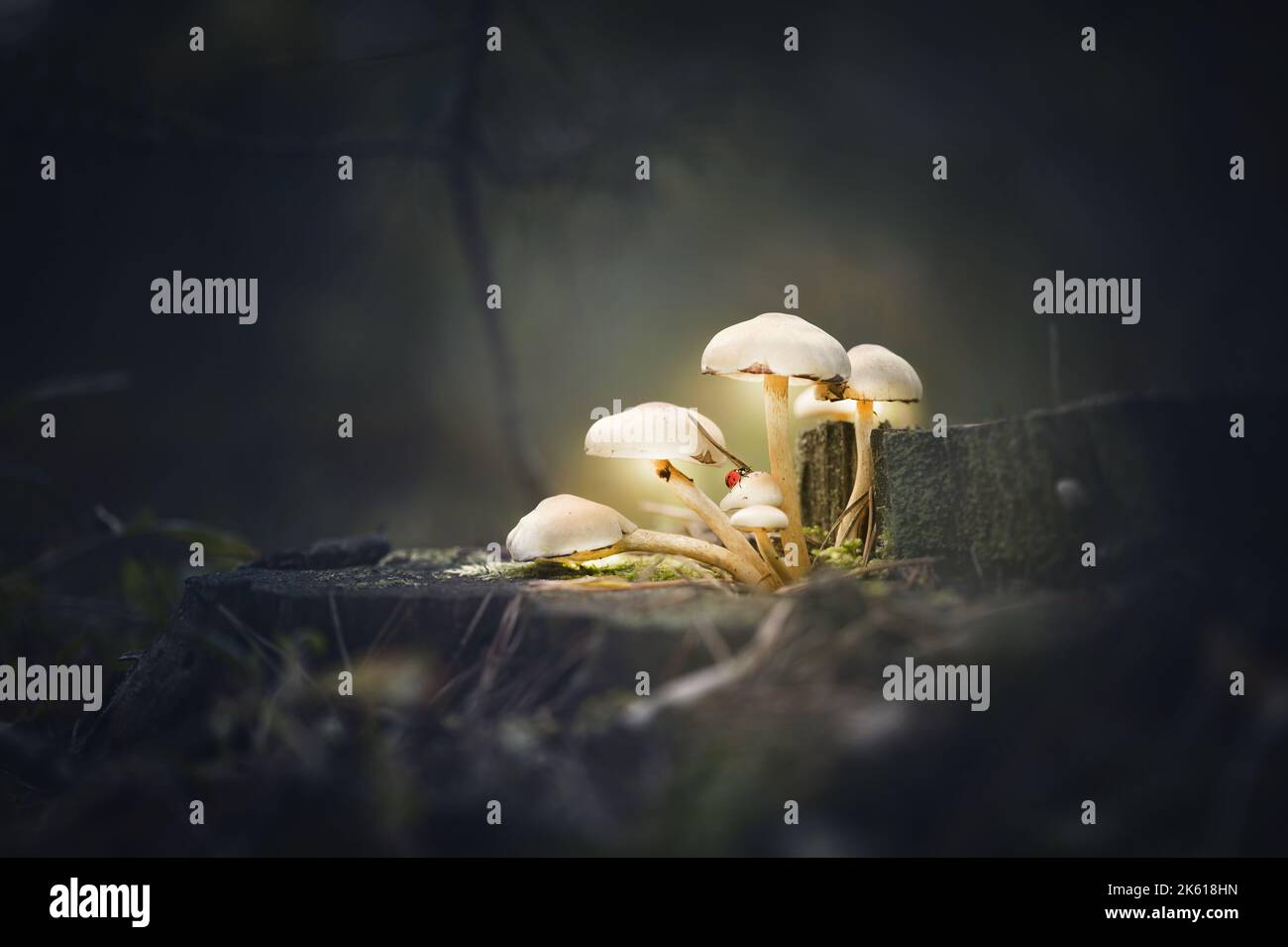 Glowing mushrooms fungus on tree stump in dark forest with ladybug ...