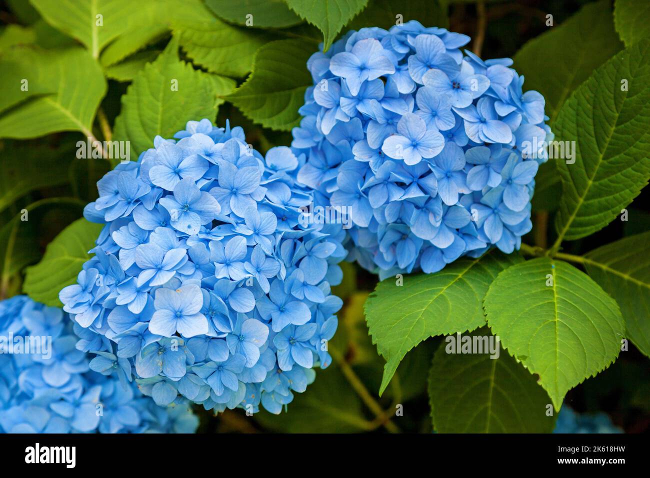 Blue hydrangea flowers balls close-up on a background of green leaves ...