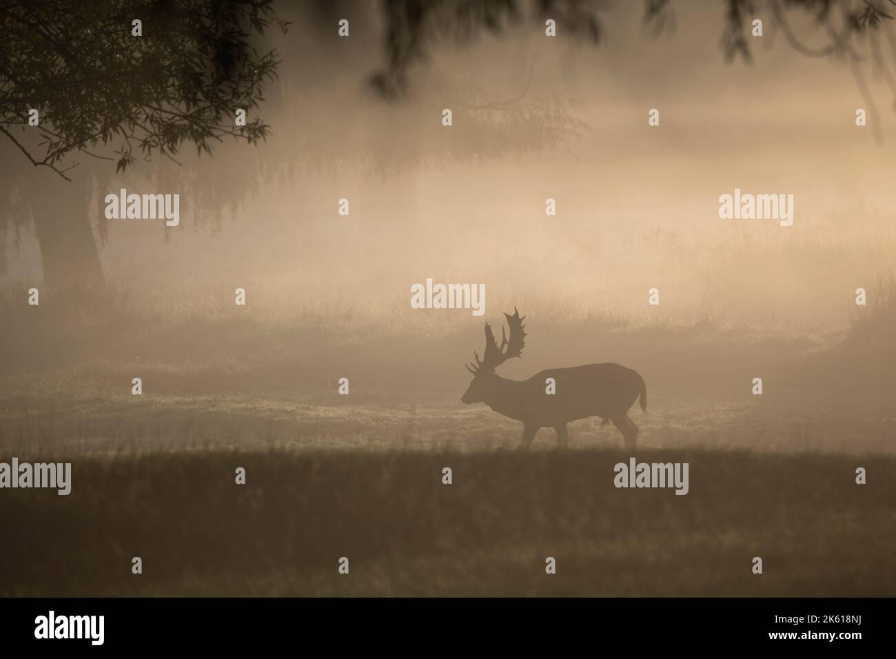 Magnificent Deer stag walking on a misty early sunny morning in autumn ...