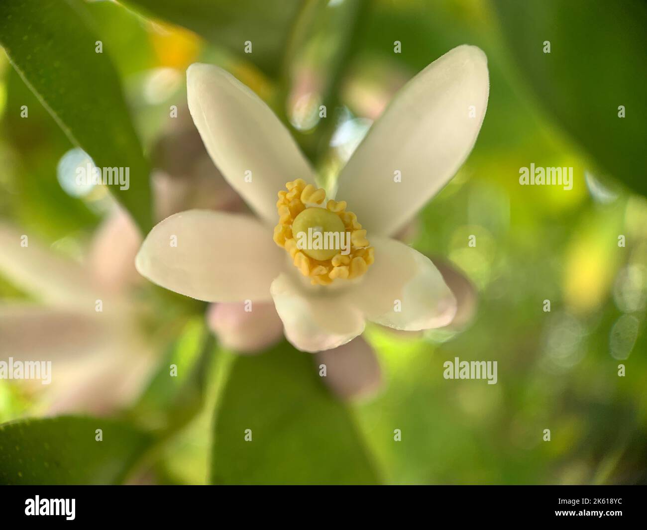 A closeup of an orange jasmine, Murraya paniculata Stock Photo - Alamy