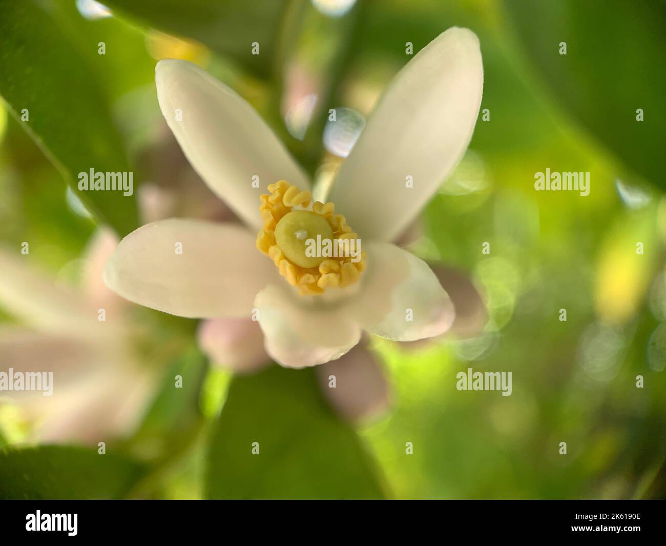 A closeup of an orange jasmine, Murraya paniculata Stock Photo - Alamy