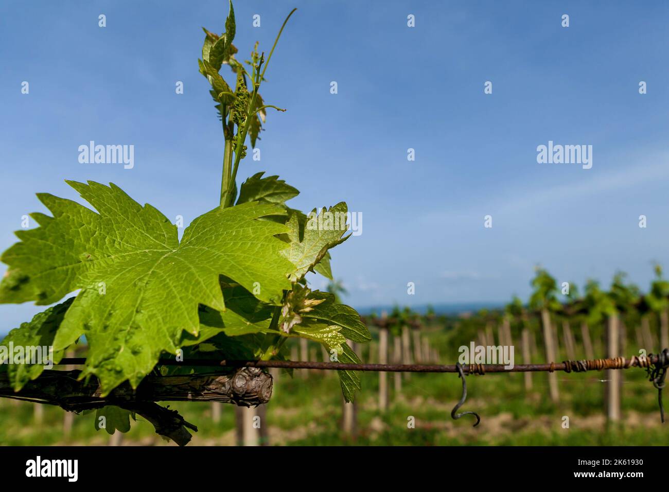 Farms with young vineyards in the Italian countryside Stock Photo - Alamy