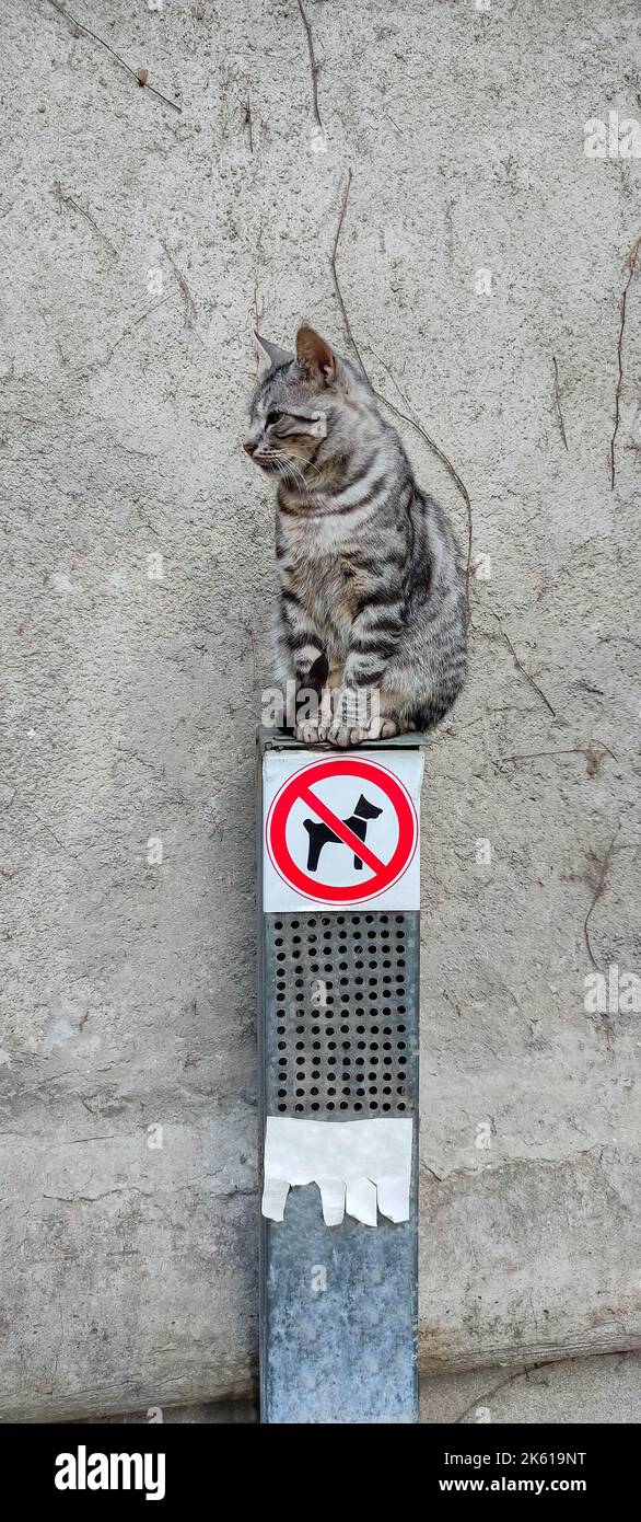 A gray cat sits on a square pipe with a sign dog walking is prohibited ...