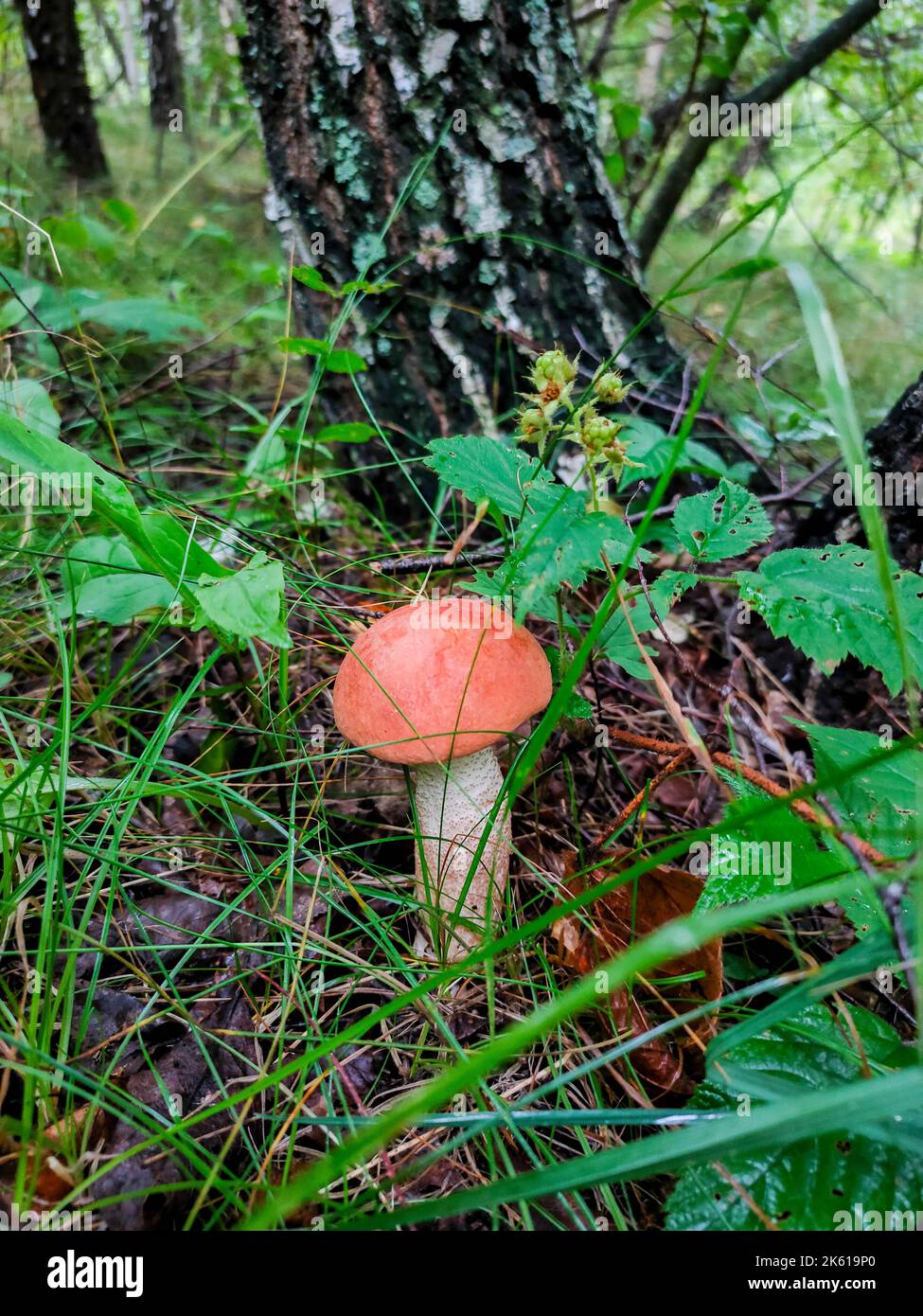 Picking mushrooms in the forest. Fresh mushrooms after rain in green ...