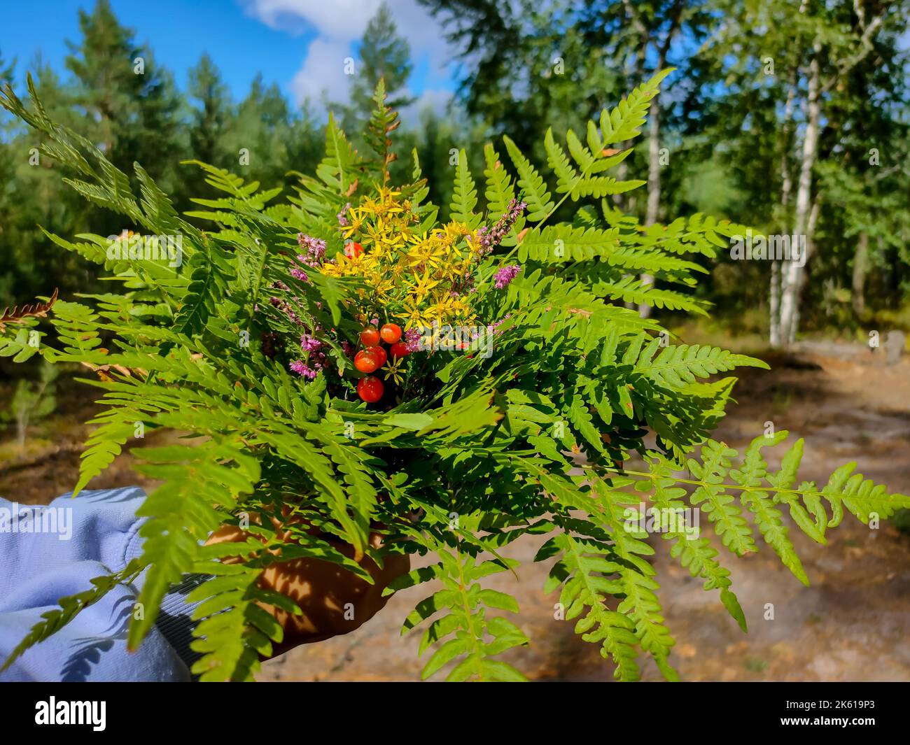 Bunch yellow leaves in hands hi-res stock photography and images - Alamy